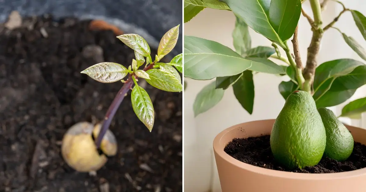 How to Plant Avocado at Home from Seed for an Endless Supply - DIY HOME ...