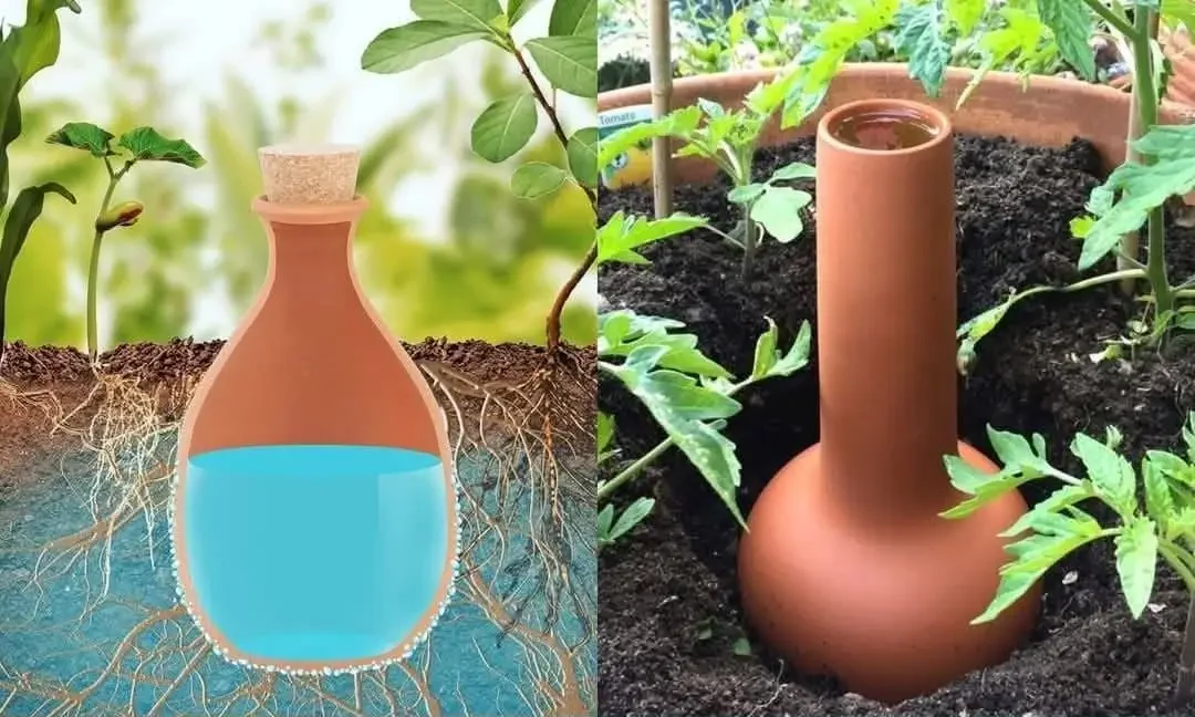 Embracing Ancient Wisdom: The Olla Irrigation System for Sustainable ...