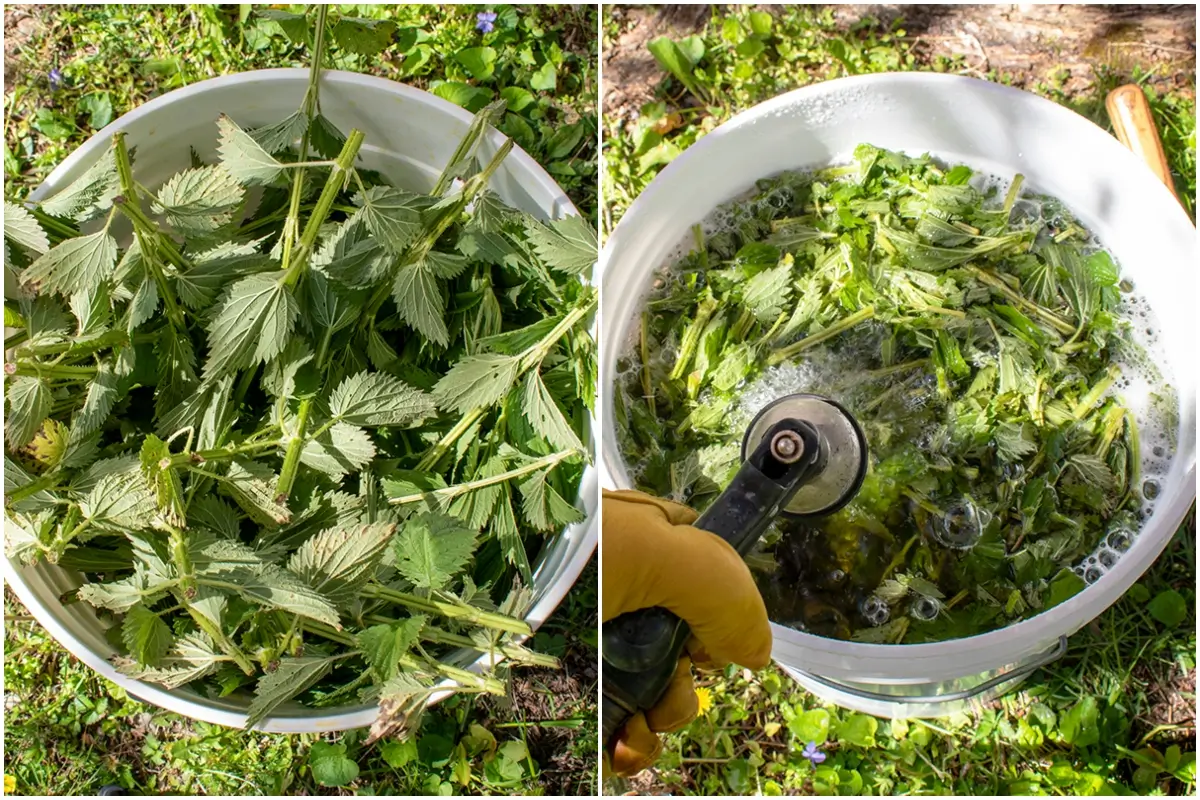 Stinging Nettle Fertilizer Tea – Free Organic Fertilizer Made From ...